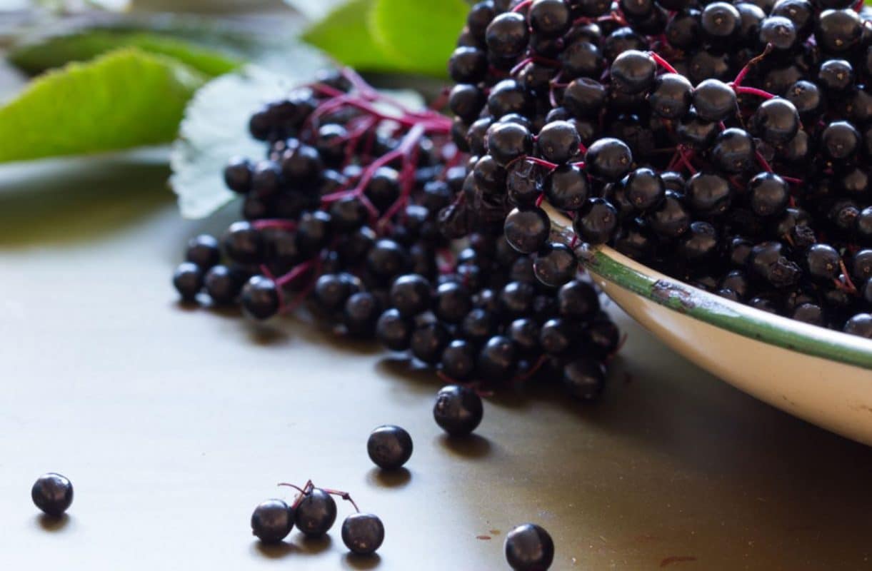 Acai Berry อาซาอิ เบอร์รี่ คือซุปเปอร์ฟู้ด ช่วยลดน้ำหนัก ดูแลผิว ชะลอ ...